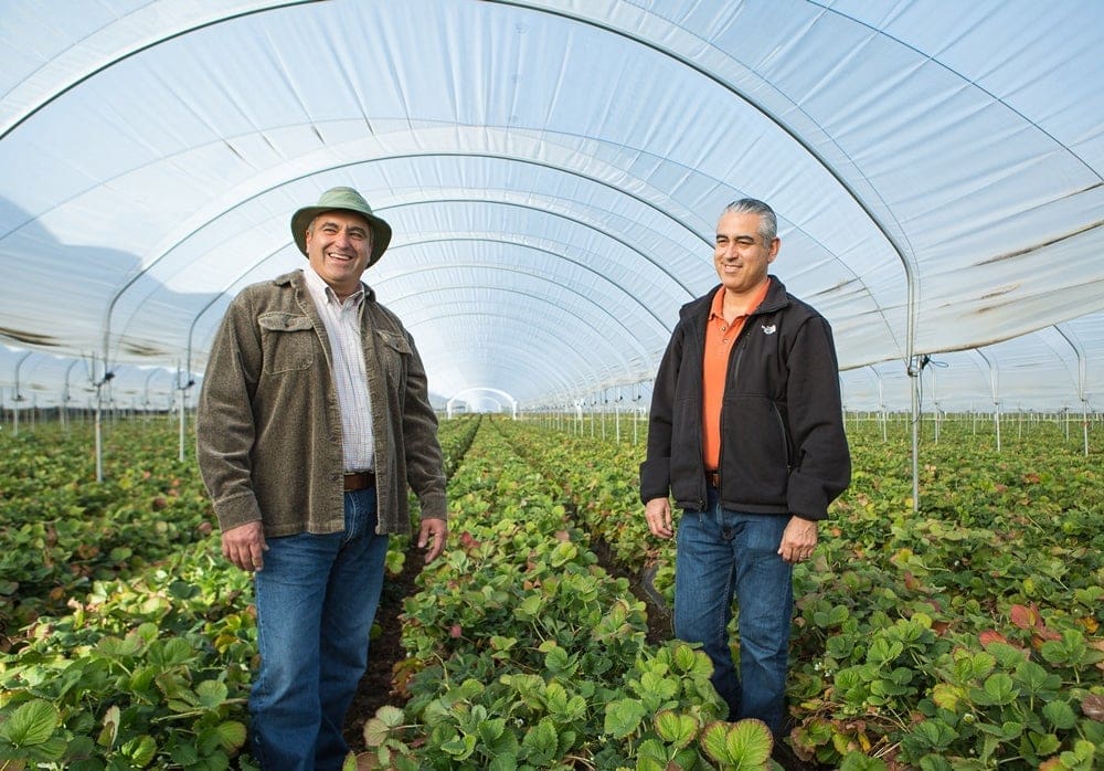 Ortega Berry Farms - Farm Credit