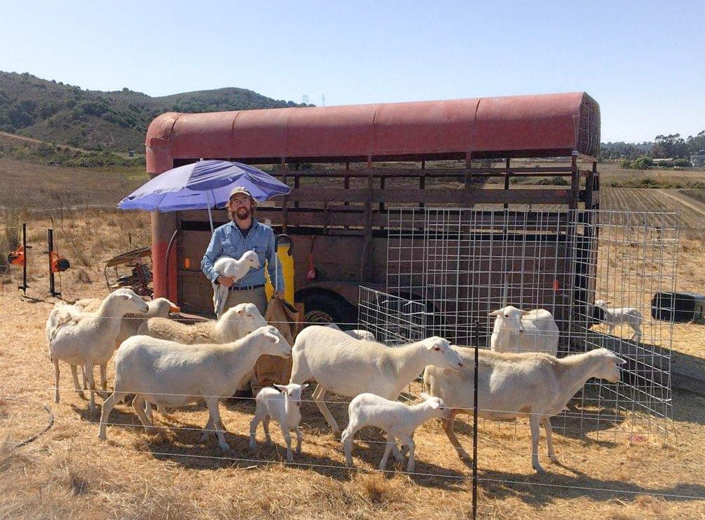 Air Force Veteran-Turned-Sheep Farmer with Help from Farm Credit - Farm ...