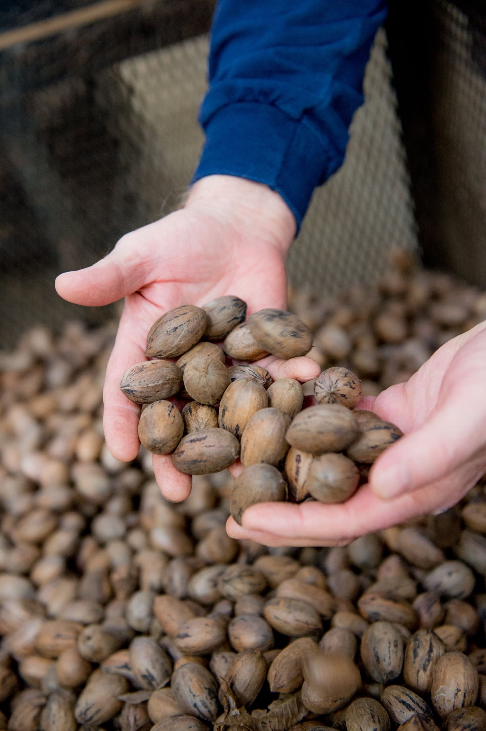 Merritt Pecan Company & General Store - Farm Credit